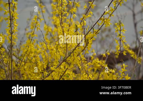 beautiful botanical shot, natural wallpaper Stock Video Footage - Alamy