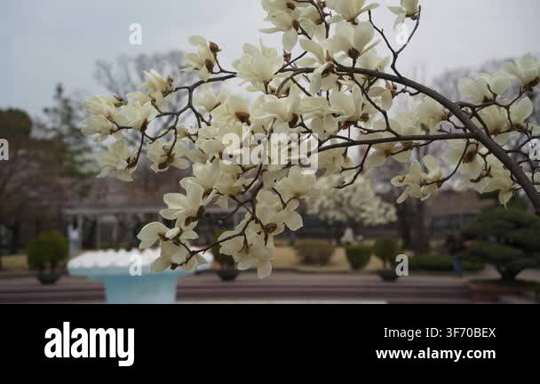 beautiful botanical shot, natural wallpaper Stock Video Footage - Alamy