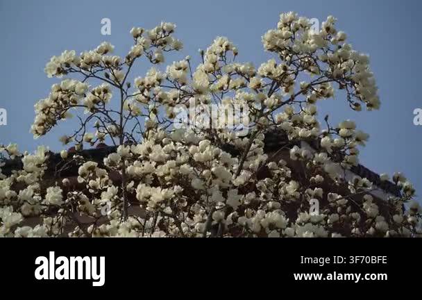 beautiful botanical shot, natural wallpaper Stock Video Footage - Alamy