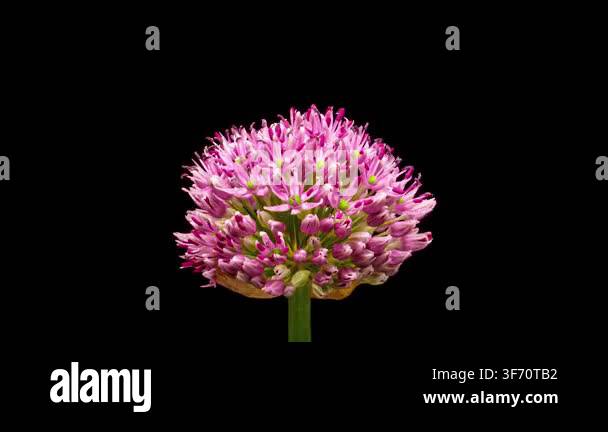 Timelapse of a purple allium flower blooming on a black background ...