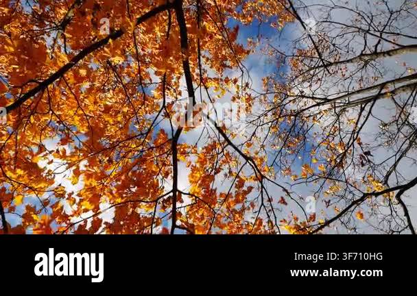 Bright orange maple leaves on tree branches gently swaying in wind at ...