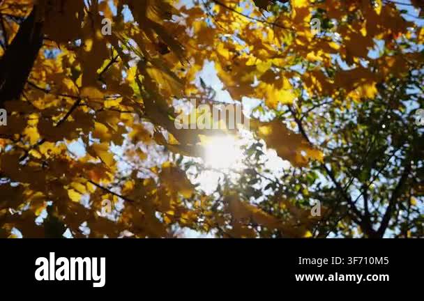 Golden maple leaves on tree branches gently swaying in wind with ...