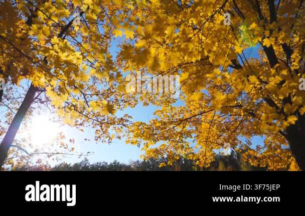 View to tree tops with yellow maple leaves in autumn forest at sunny ...