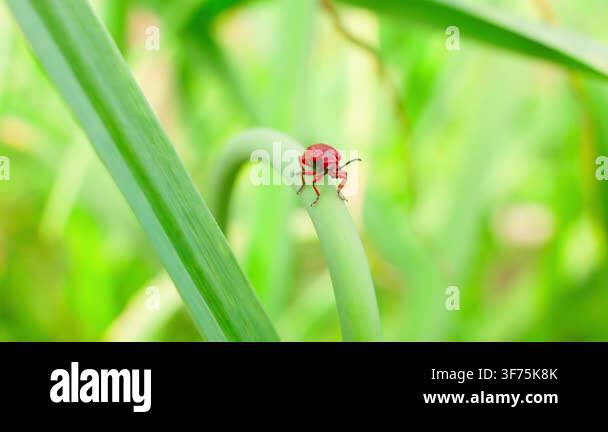 Red beetle crawling on green plant stem close-up . High quality FullHD ...
