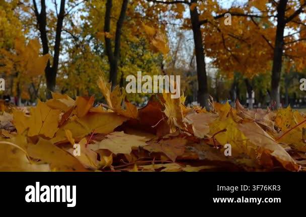 View on empty park covered with yellow foliage at ground on sunny day ...