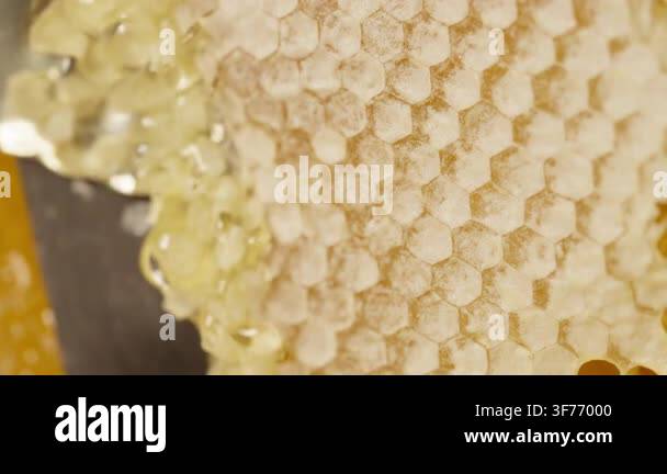 Apiarist Unseal Honeycomb Frame With Knife. Organic Honey Flows, Tasty ...