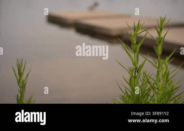 Static 4K video of a wild plant swaying in the breeze near a quiet ...