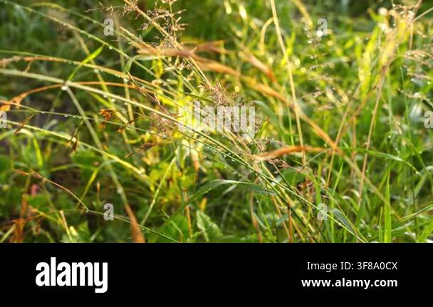 4K Macro Slow Pan Over Dew-Covered Green Grass Blades and Wildflower ...