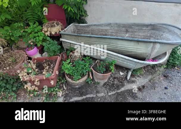 A neglected garden scene featuring a vintage bathtub, various potted ...
