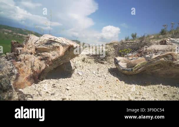 Petrified wood fossil tree trunk, arid badlands scenery, mineral grain ...