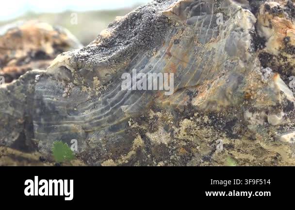 Petrified wood fossil tree trunk, arid badlands scenery, mineral grain ...