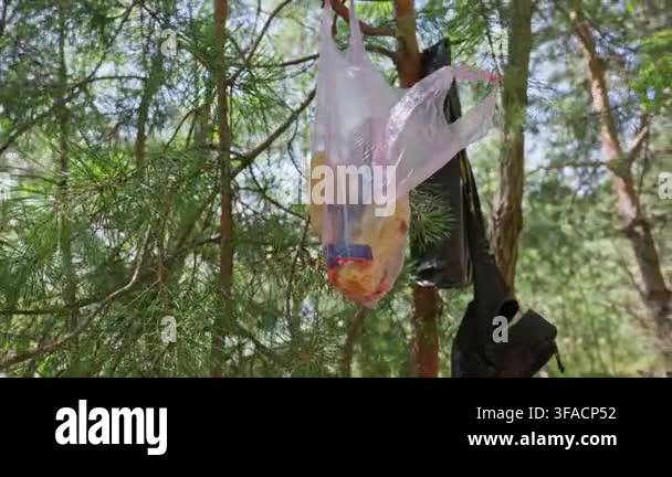 A pink translucent plastic bag filled with garbage hangs from a pine ...