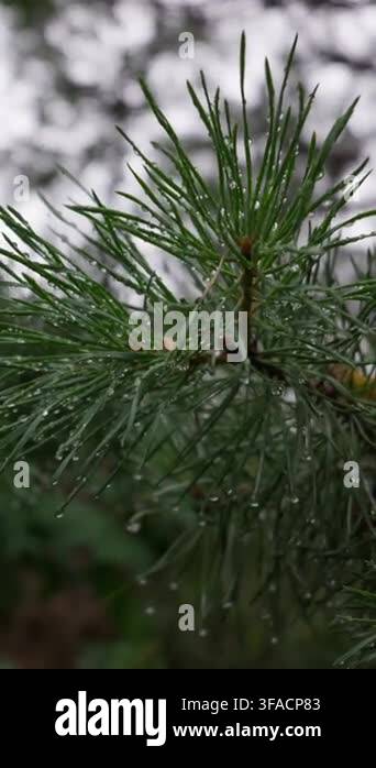 Detailed view of fresh green pine tree needles glistening with clear ...