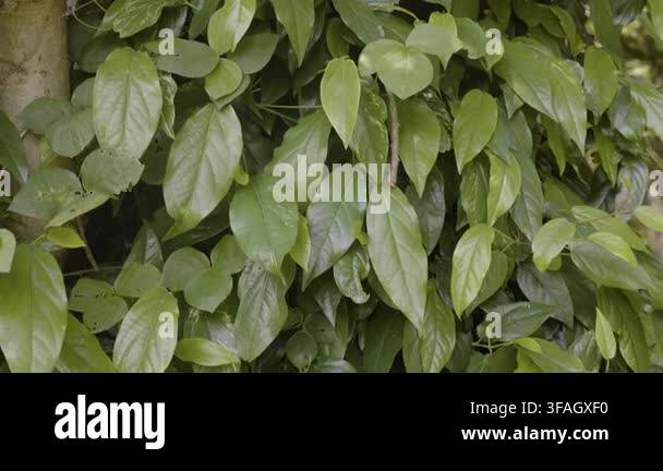 background of green plants in the garden Stock Video Footage - Alamy