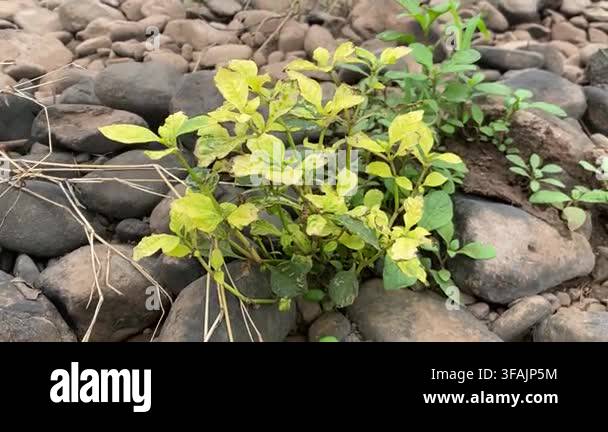 green plants growing in the forest Stock Video Footage - Alamy