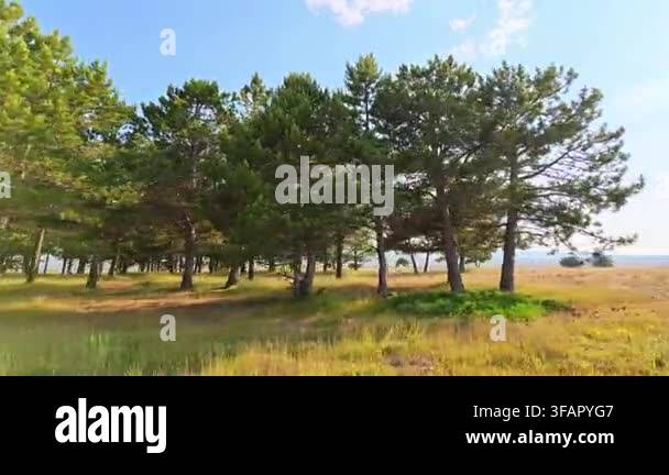 Sunlit pine trees stand tall on grassy meadow. Blue sky with scattered ...
