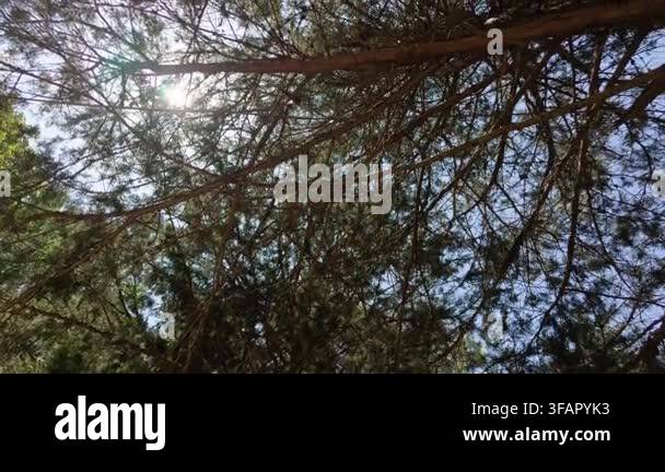 Sunlight filters through dense pine branches. Blue sky peeks through ...