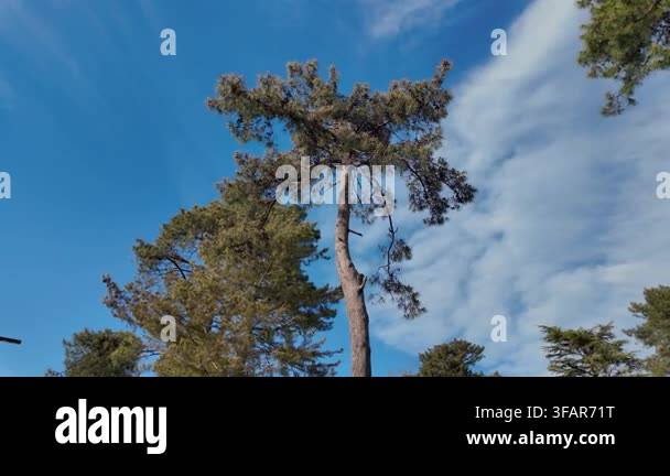 Low-angle view looking up at tall, majestic pine trees with green ...