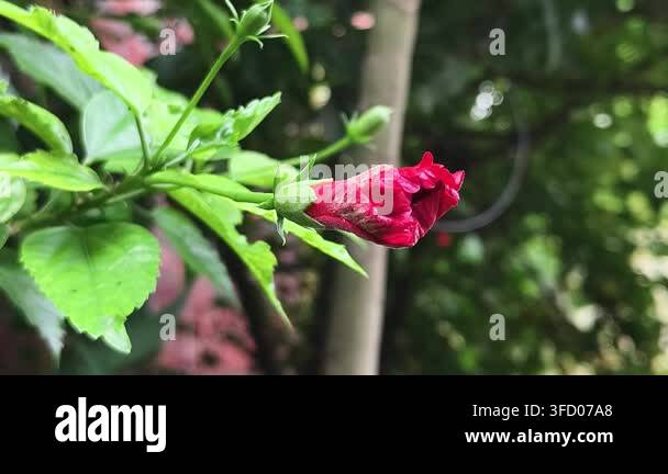 Blooming Red Hibiscus Flower Bud Outdoor Plant Stock Video Footage - Alamy