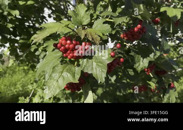 Red viburnum leaves and berries gently sway on branches in the autumn ...