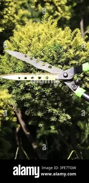 Formation of garden bonsai. Gardener cuts branches of coniferous tree ...