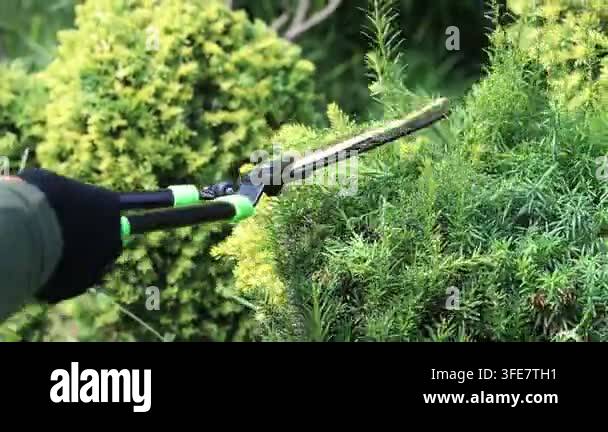 Formation of garden bonsai. Gardener cuts branches of coniferous tree ...