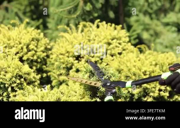 Formation of garden bonsai. Gardener cuts branches of coniferous tree ...
