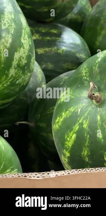Large striped green watermelons are neatly arranged in oversized ...