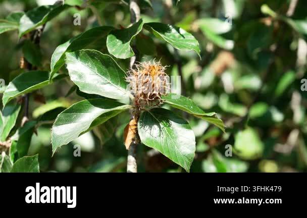 Close-up of a developing fruit cupule on a European beech (Fagus ...