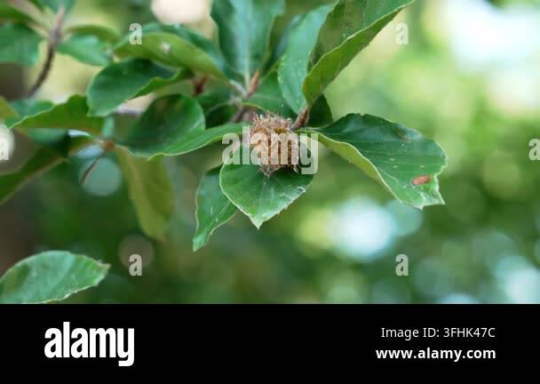 European beech Fagus sylvatica branch with immature fruit in summer ...