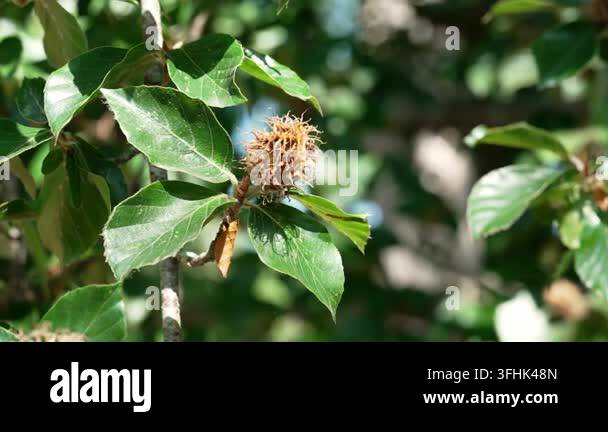 European beech tree branch with spiky cupule and leaves (Fagus ...