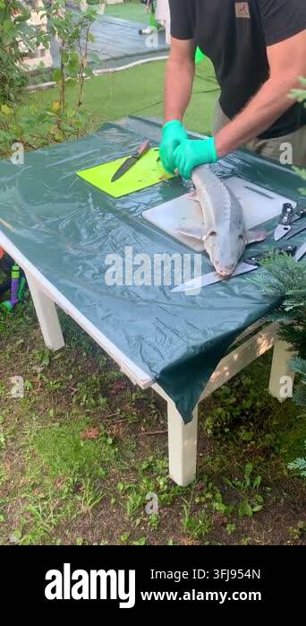 Short video showing a person filleting fresh fish by hand on an outdoor ...