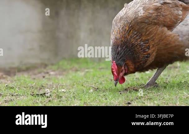 Cute chicken on green grass in farm Stock Video Footage - Alamy