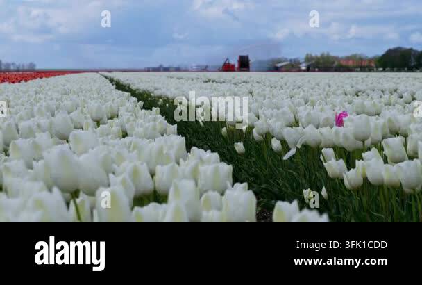 White tulip field in the Netherlands with colorful flowers, farm and ...