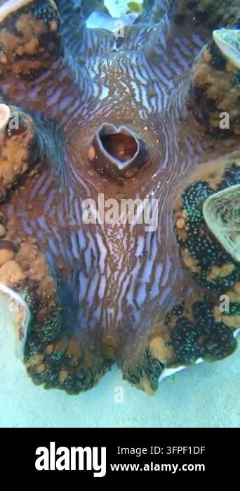 Colorful underwater scene showing large clam Stock Video Footage - Alamy