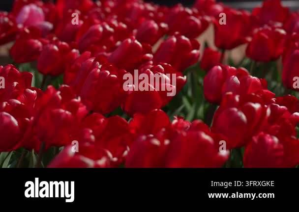 Natural floral texture for seasonal projects. Bright tulips on green ...