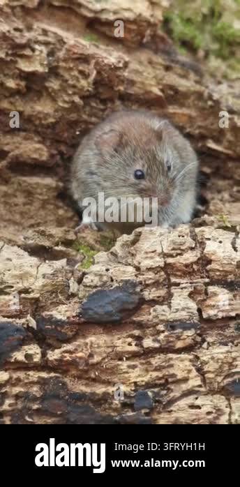 Small furry brown rodent peeking from textured tree bark surface Stock ...