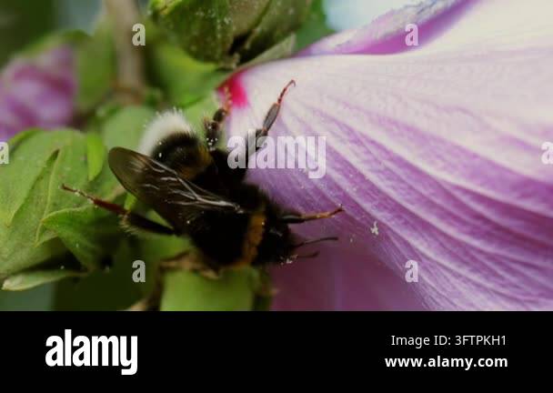 Buff-tailed Bumblebee (Bombus terrestris) Pollinating Vibrant Spring ...