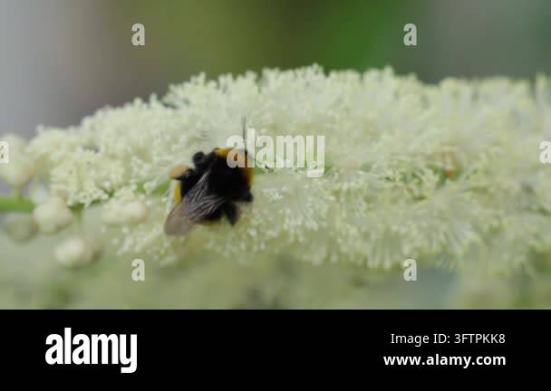 Buff-tailed Bumblebee (Bombus terrestris) Pollinating Vibrant Spring ...
