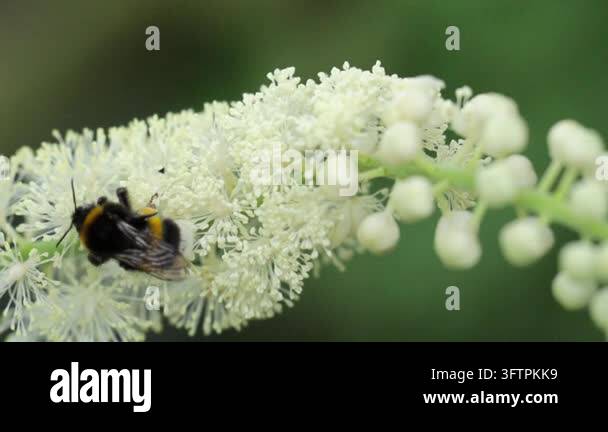 Buff-tailed Bumblebee (Bombus terrestris) Pollinating Vibrant Spring ...