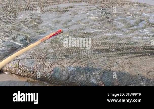 A fisherman using a wooden bamboo pole to handle and secure a heavy ...