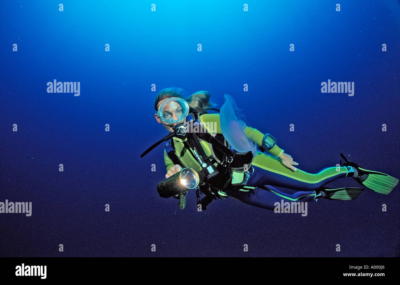 Scuba diver watches Moon Jellyfish Aurelia aurita Egypt Sha ab Shouna ...