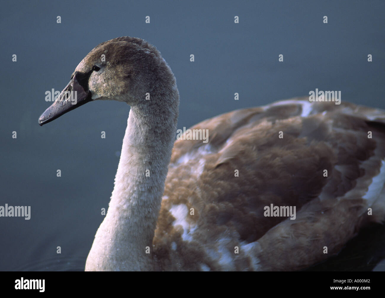 Cygnet Bird