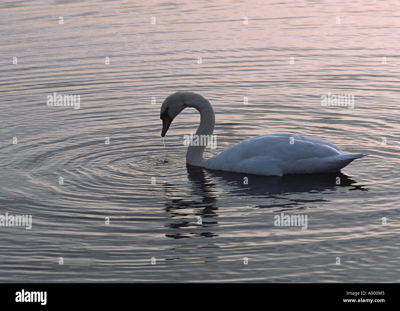 White swan drinking water white swan hi-res stock photography and ...
