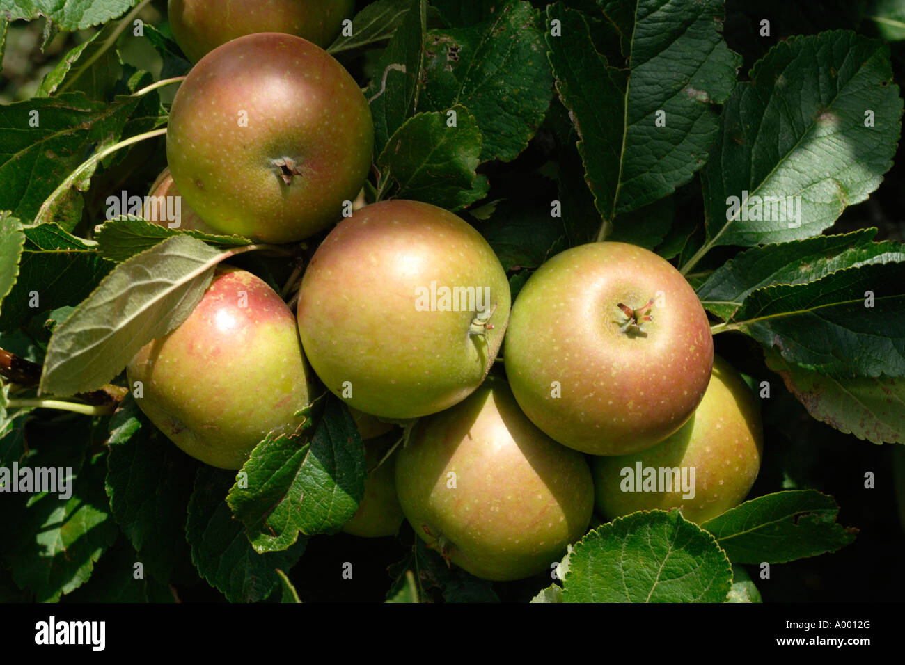 Apples tree variety red ripe hi-res stock photography and images - Alamy
