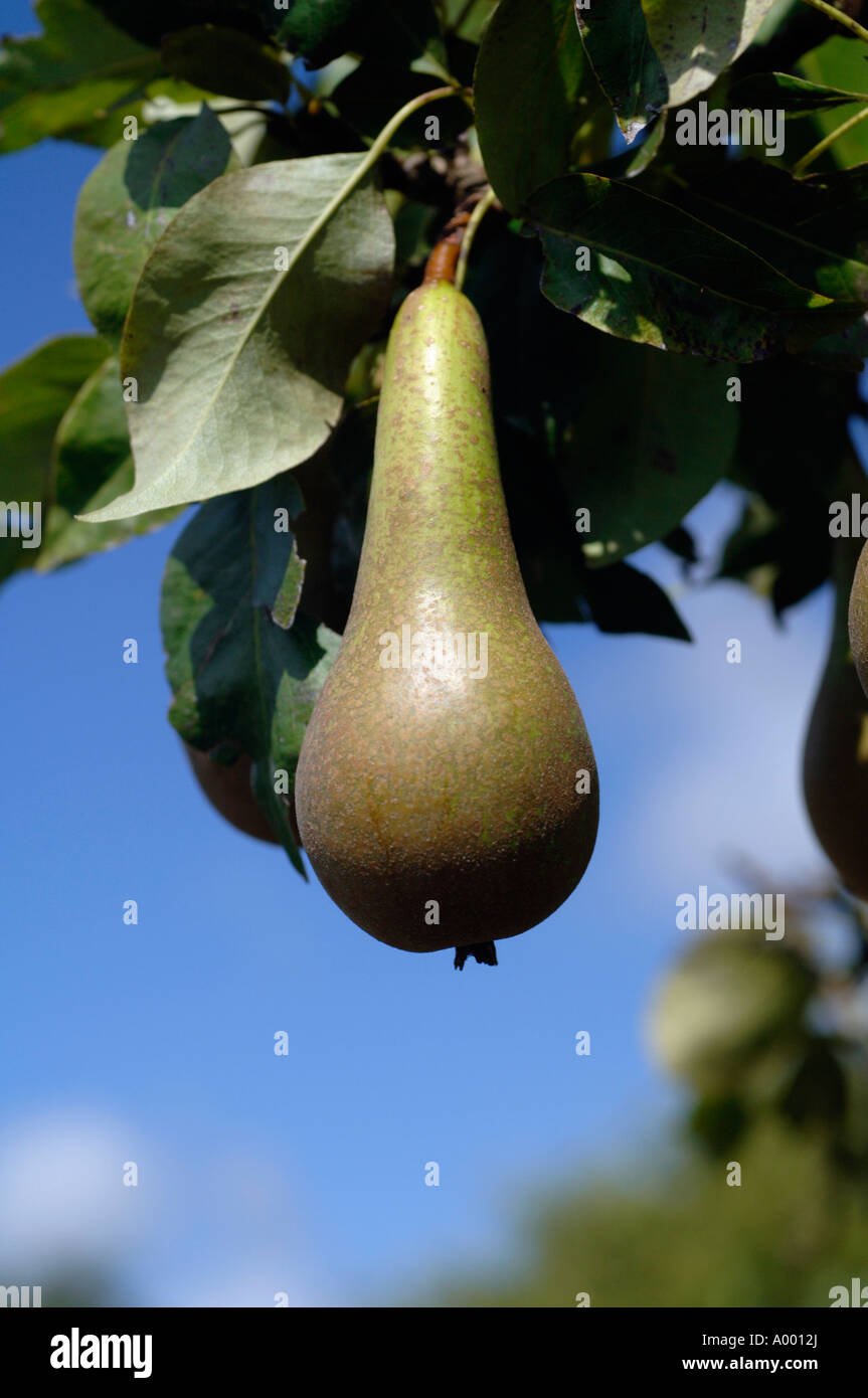 Conference pear tree hi-res stock photography and images - Alamy