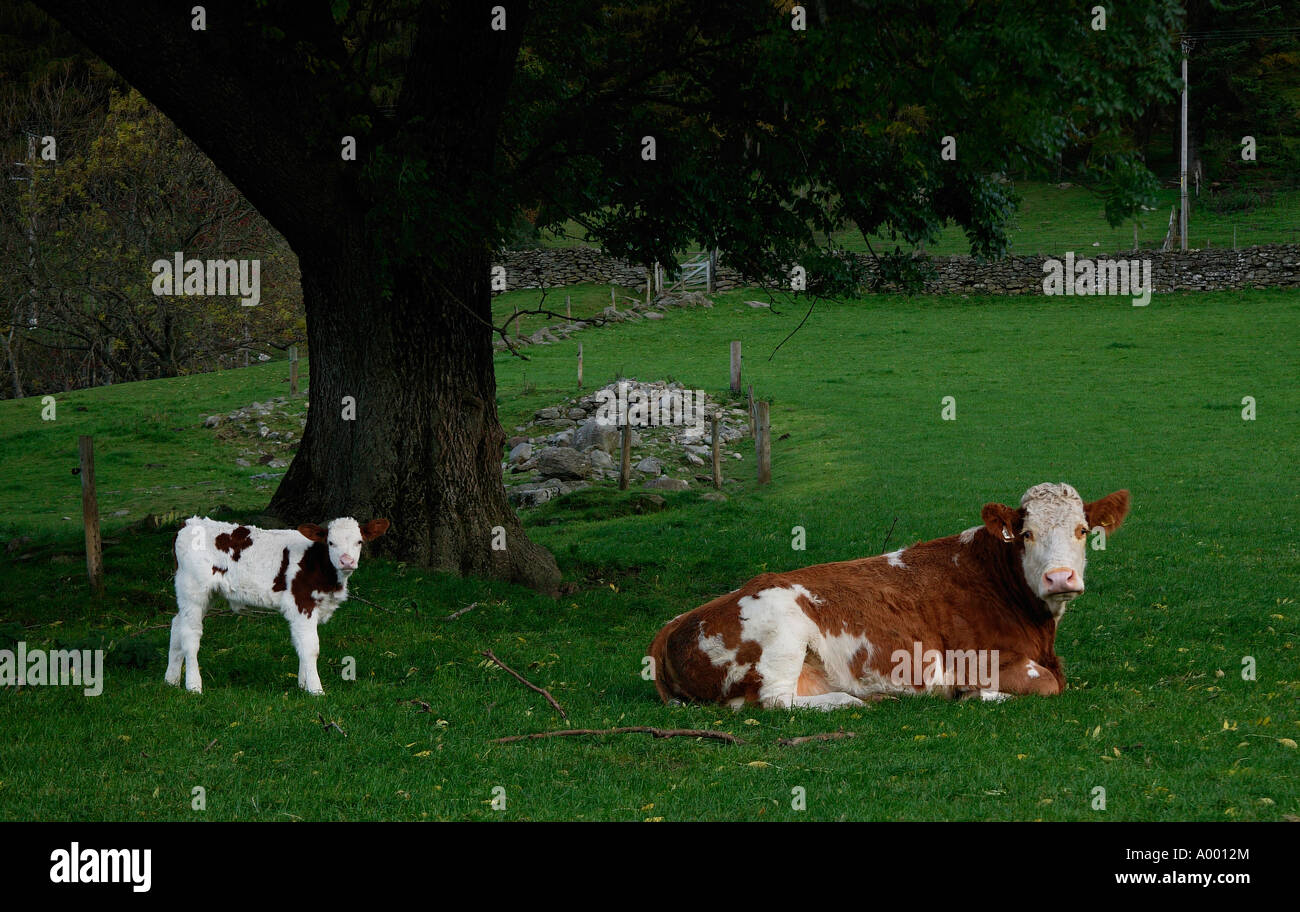 Cow and calf looking at camera, in field resting under a tree Stock ...