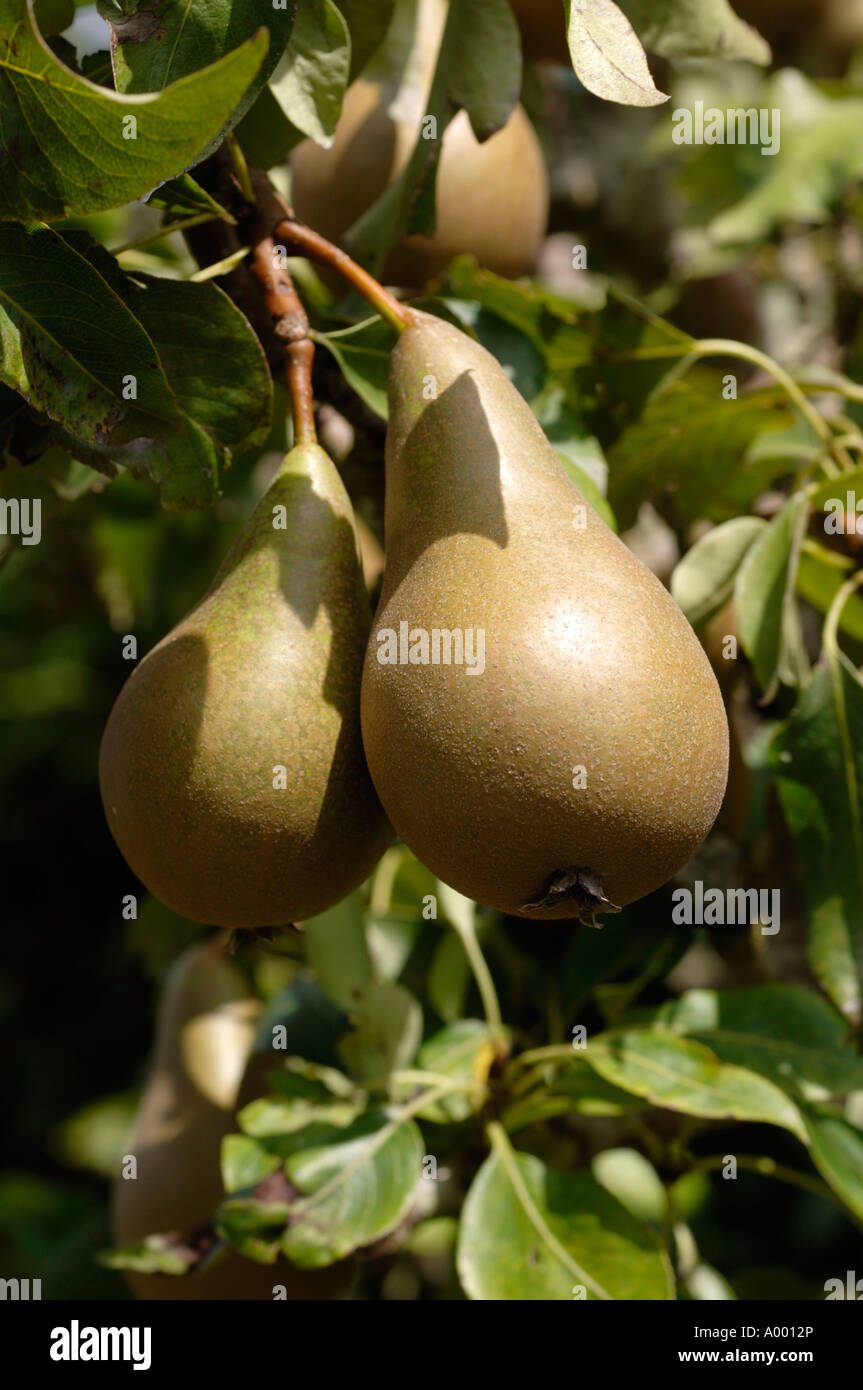 Perry pears hi-res stock photography and images - Alamy