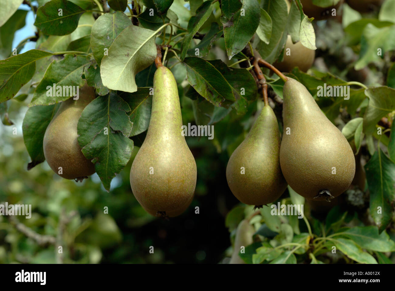 Perry pears hi-res stock photography and images - Alamy