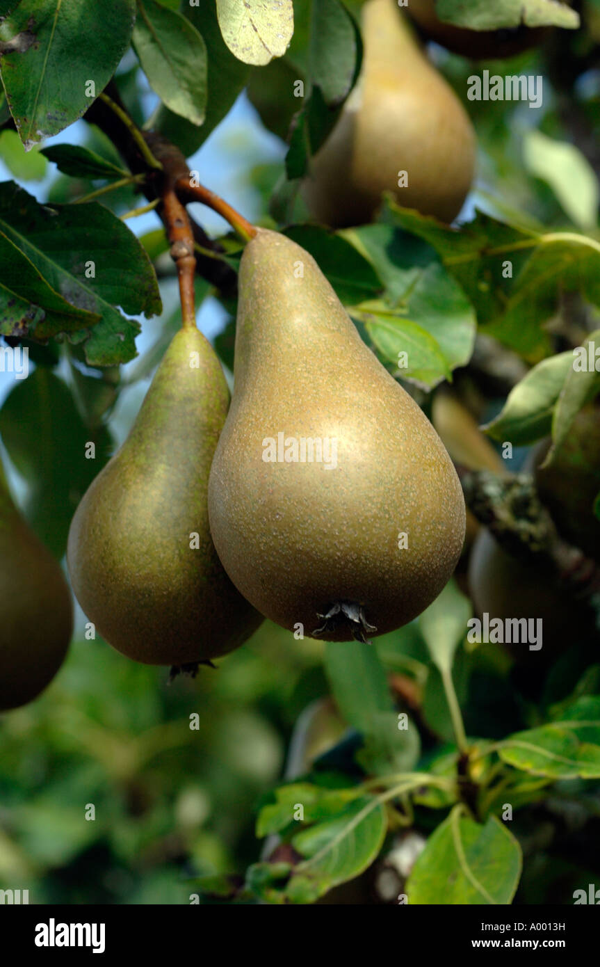 Perry pears hi-res stock photography and images - Alamy
